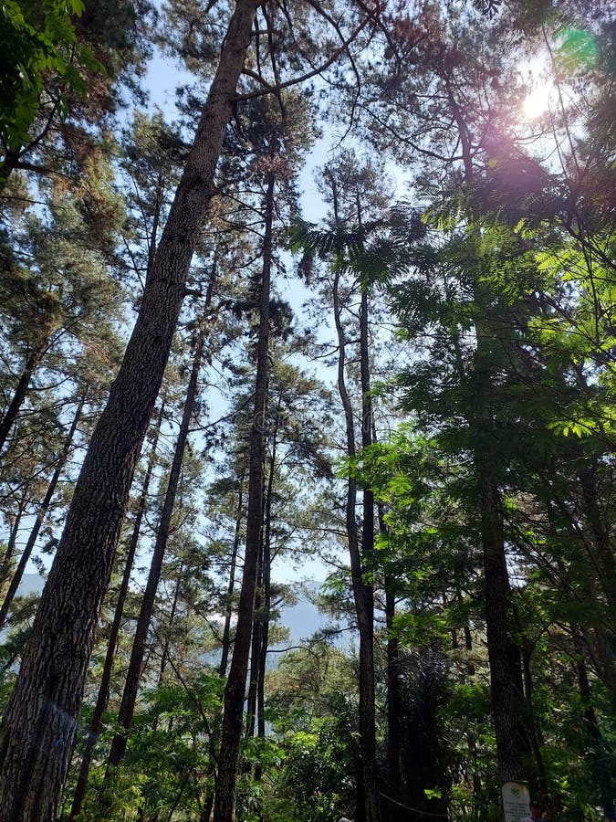 Green Pine Forest Under the Sun in Pijar Park, Kajar, Kudus, Central ...