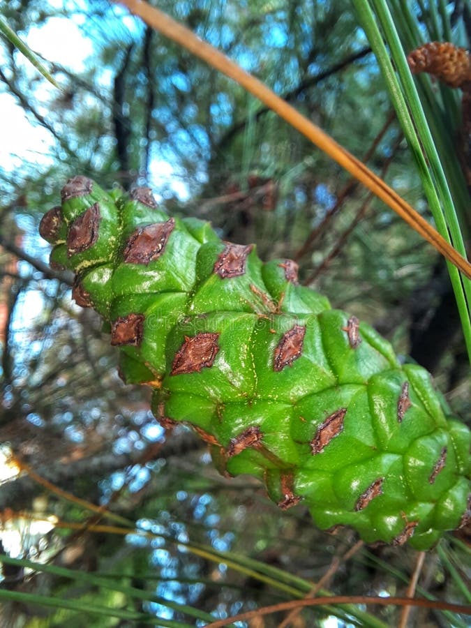 Green pine fruit stock image. Image of pine, fruit, food - 237535679