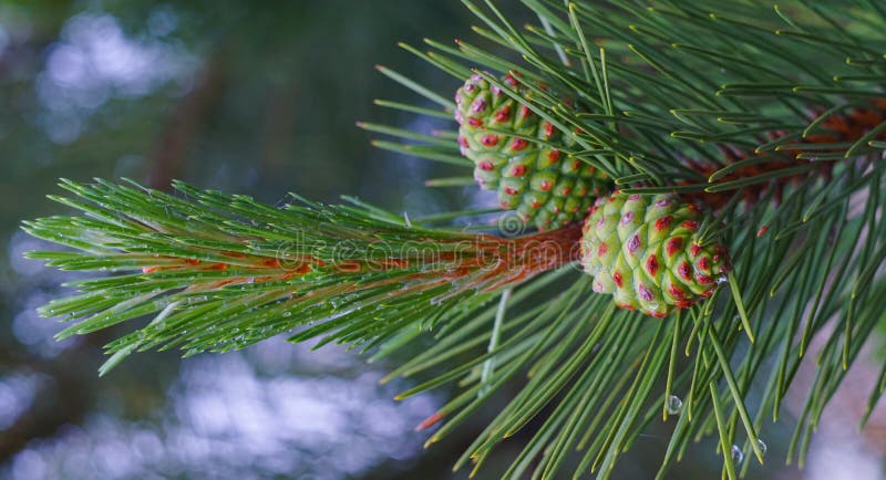 Green pine fruit stock image. Image of botanical, nature - 250623625