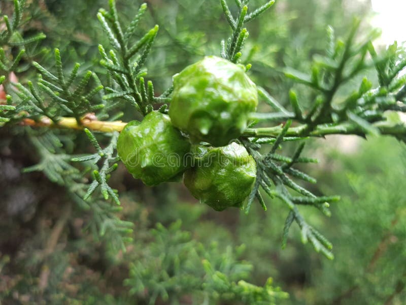 Green pine fruit stock image. Image of pine, fruit, woods - 155837743