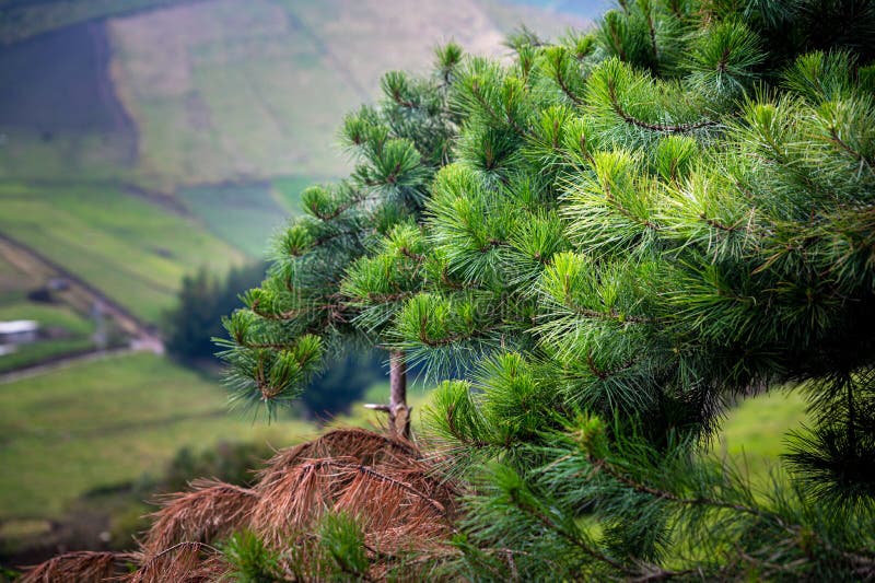 Green pine leaves stock image. Image of landscape, christmas - 260912245