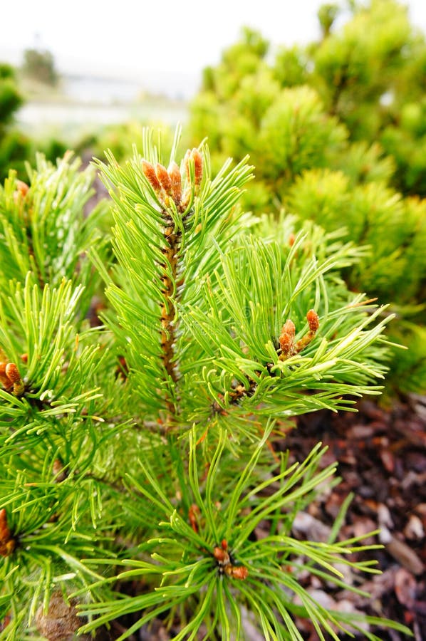 Small pine stock image. Image of subshrub, sunlight, vegetation - 31879983