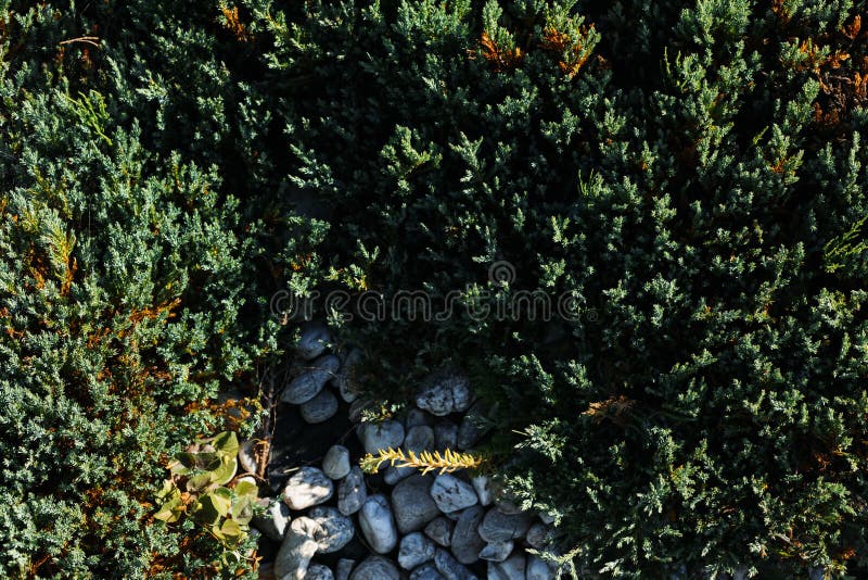Green Pine and Stone Texture Stock Photo - Image of wildlife, green ...