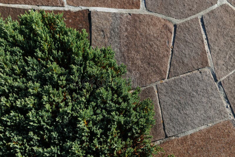 Green Pine and Stone Texture Stock Image - Image of evergreen ...