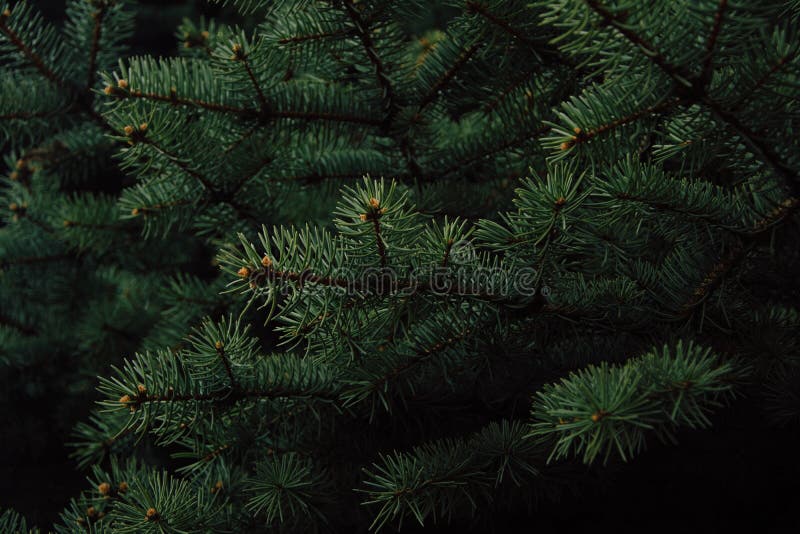Green Pine Tree Picture. Image: 109926457