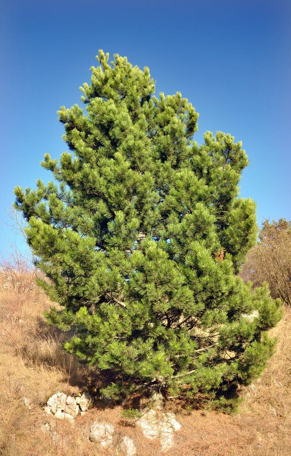Green pine tree stock image. Image of green, nature, highland - 12458791
