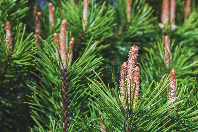 Green pine tree background stock photo. Image of spring - 66563112
