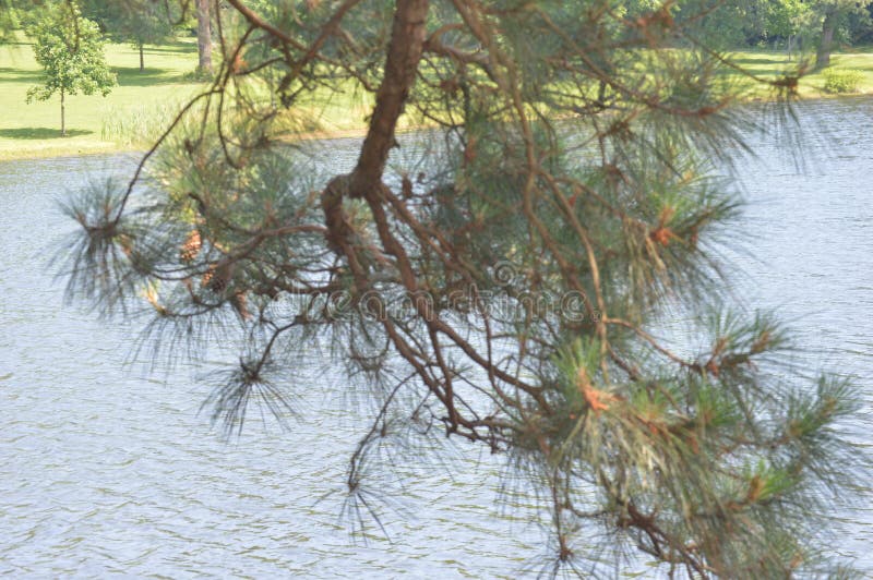 A Pine Tree Branch with a Single Pinecone Dangling Over Rippling Water ...
