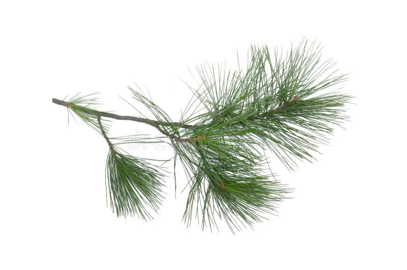 Pine tree texture stock image. Image of brown, texture - 50294483