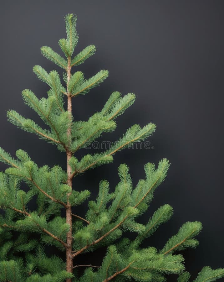 Green Pine Tree Branches with Black Background. Stock Image - Image of ...