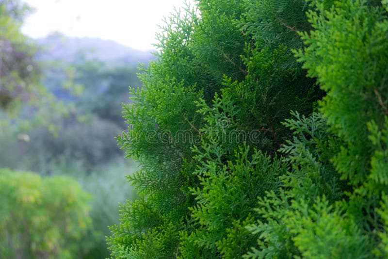Green pine tree. stock image. Image of corner, forest - 93253925