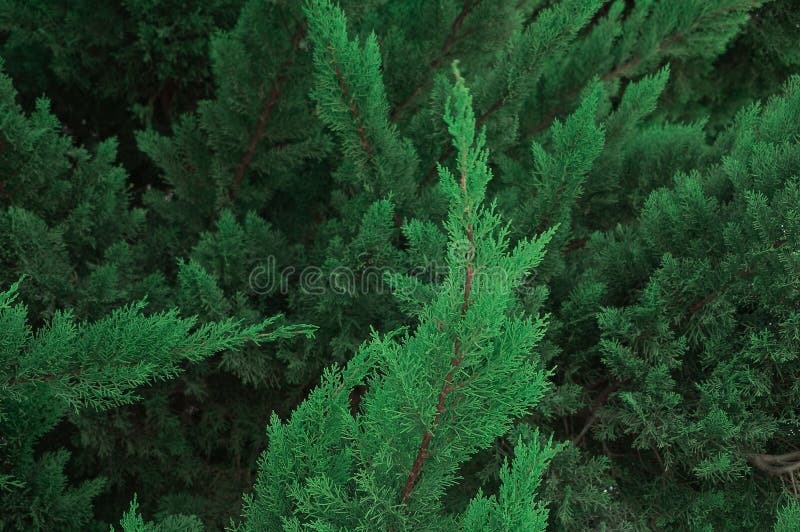 Green Pine Tree Dark Background Stock Image - Image of allergic, green ...
