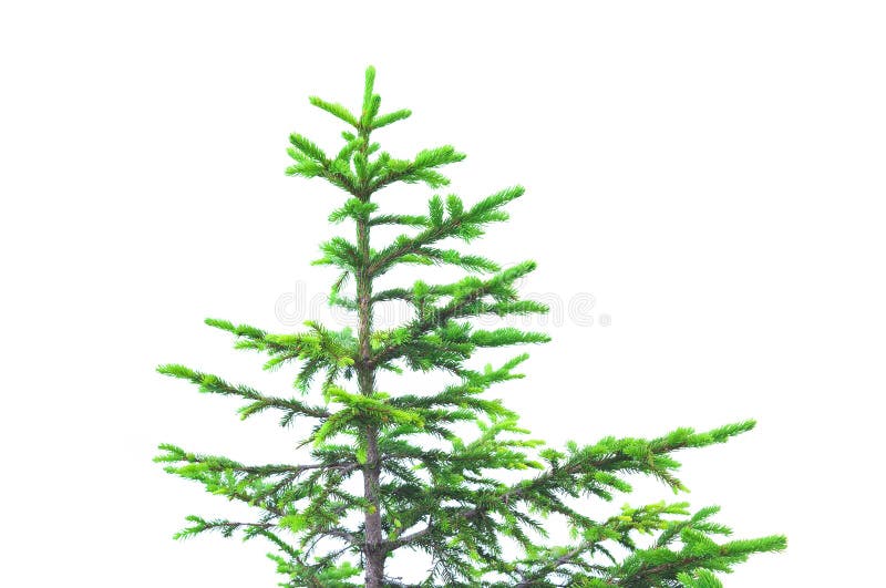 Green Pine Tree with Difficulties in Growing in Alpine Mountain ...