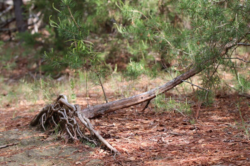 Green Pine Tree with Exposed Roots Growing Sideways in Forest Stock ...