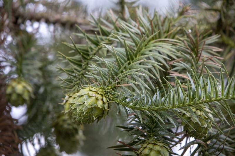 Green Pine Tree or Fir Tree Fruit Stock Photo - Image of ecology ...