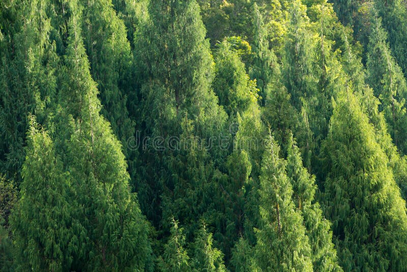 Green pine tree forest stock photo. Image of landscape - 66133888