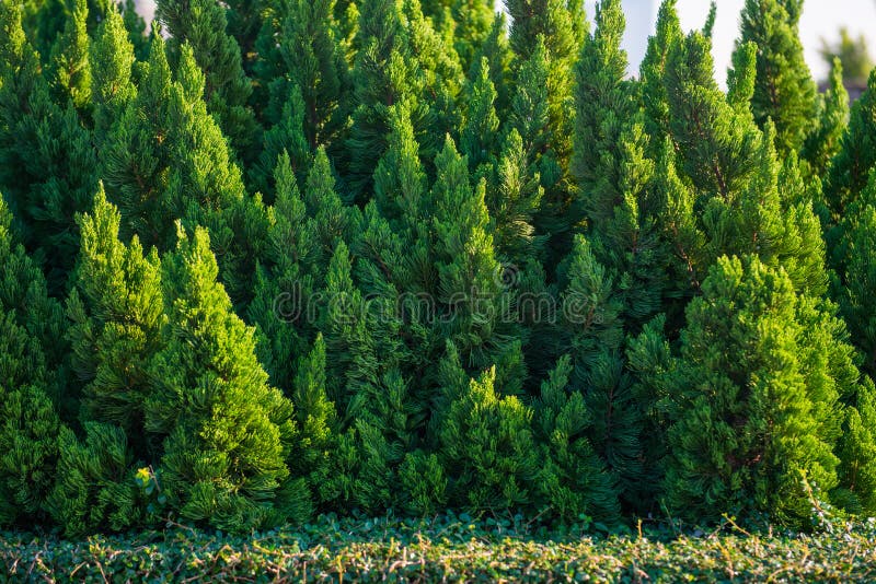Green pine tree in garden stock image. Image of environment - 114472439