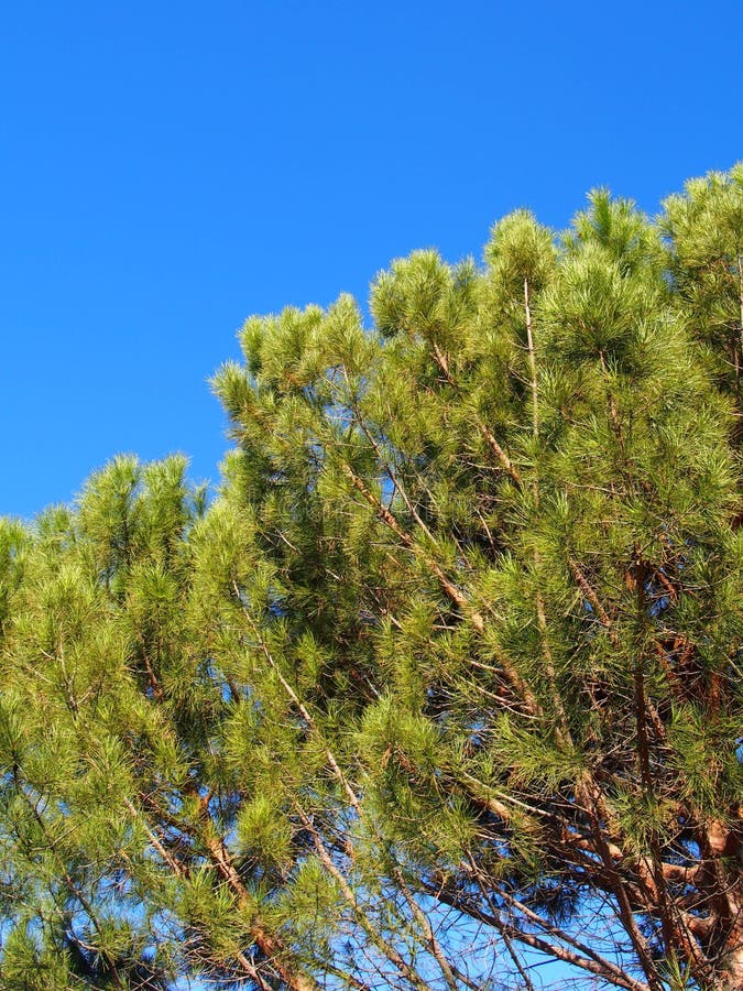 A green pine-tree stock photo. Image of light, autumn - 129670720
