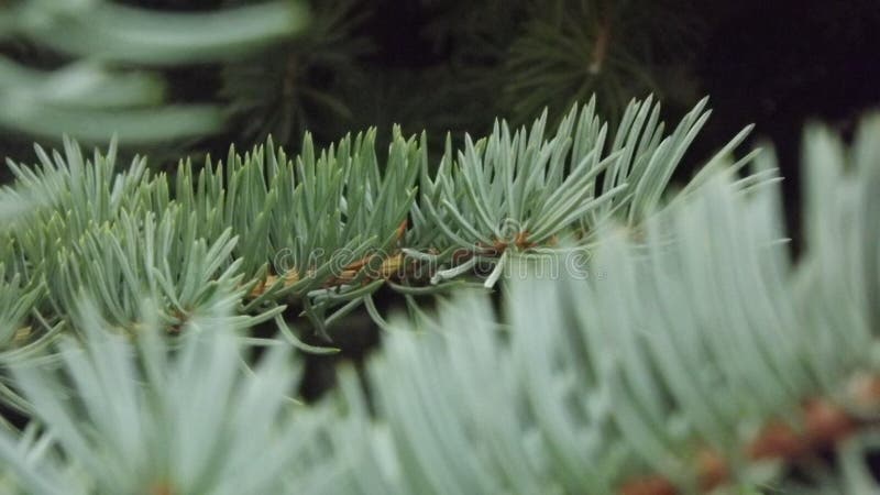 Green Pine Tree stock photo. Image of nature, green - 102050366