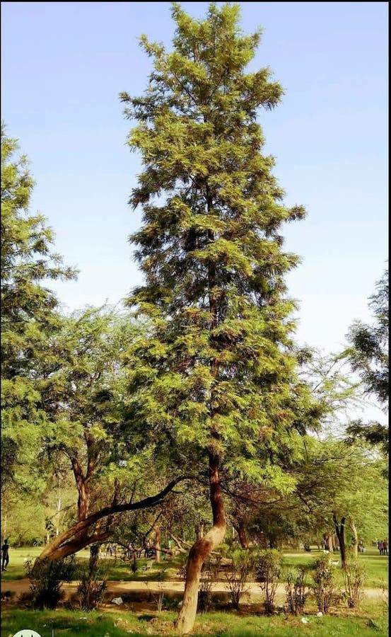 Pine jungle stock photo. Image of forest, tree, pine - 141344052