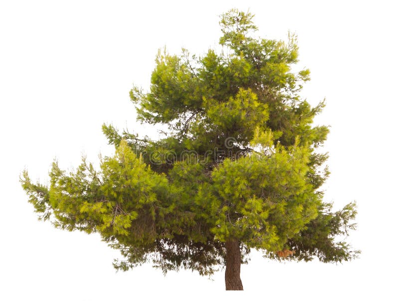 Side View of a Walking Brown Cow Stock Image - Image of side, udder ...