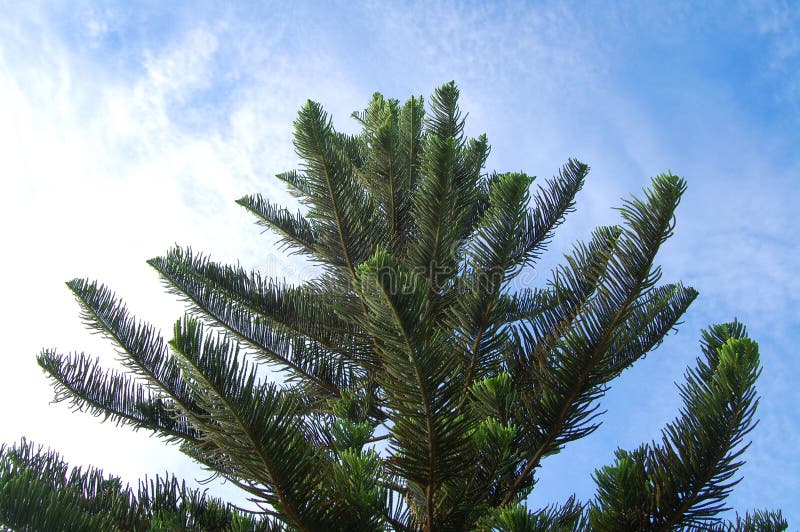 Green Pine Tree Leaves Nature in Batangas, Philippines Stock Photo ...