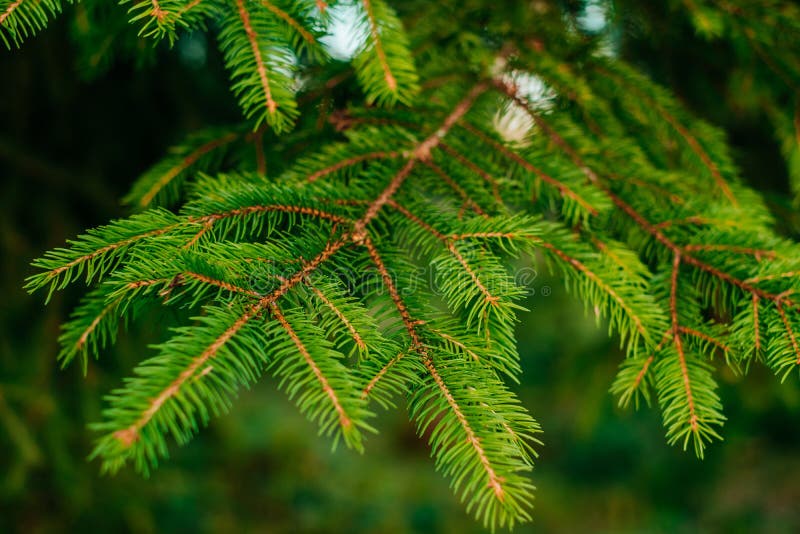 Green Pine-tree Leaves Texture Stock Image - Image of light, botanic ...