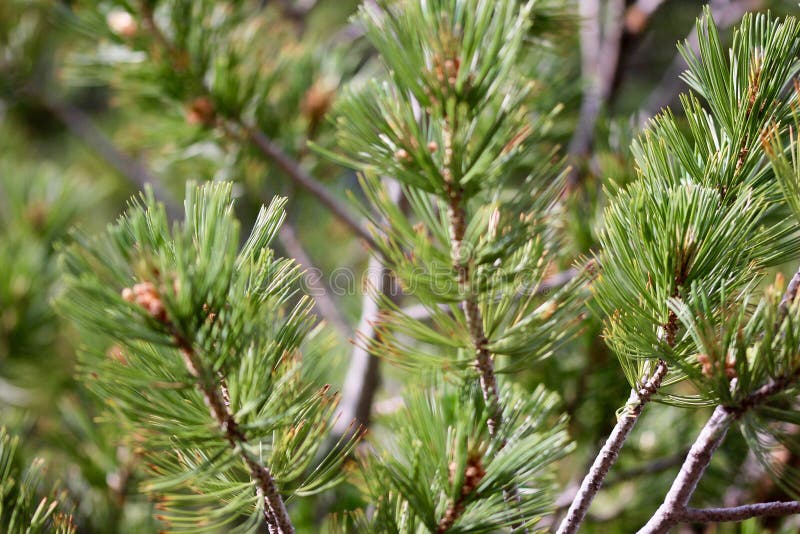 Pine Tree Macro, Background Image Stock Photo - Image of cone, branch ...