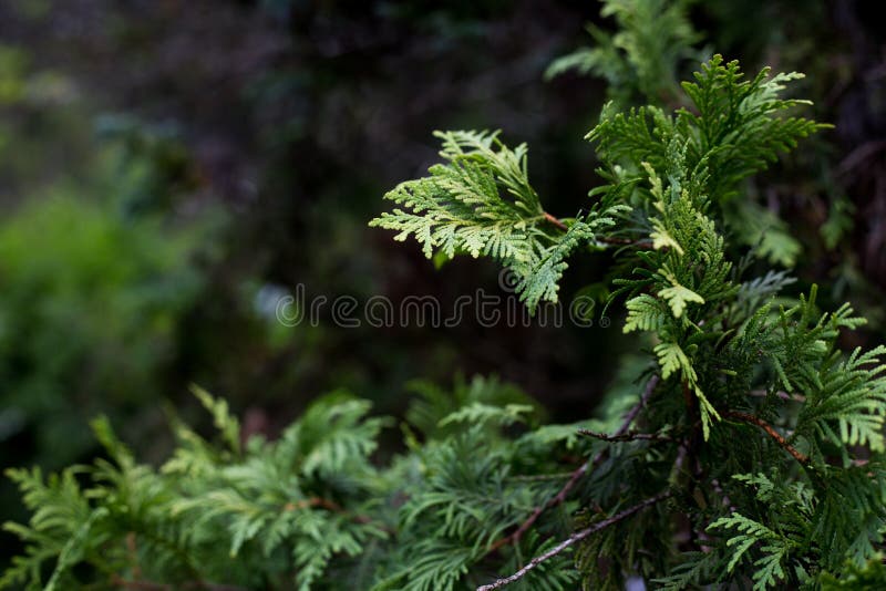 Green Pine - Tree stock photo. Image of decorative, closeup - 62528106