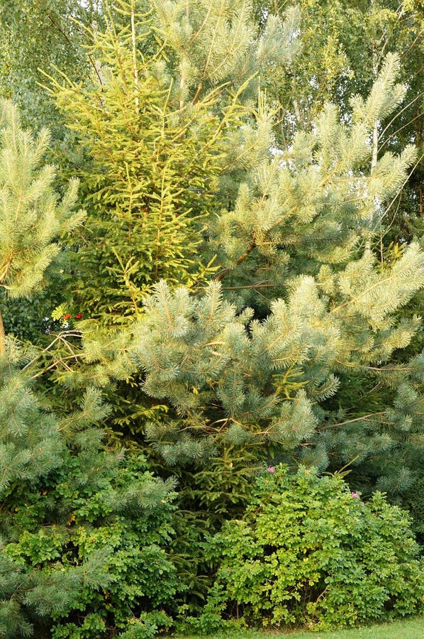 Green pine tree stock photo. Image of sunny, flora, plants - 36698036