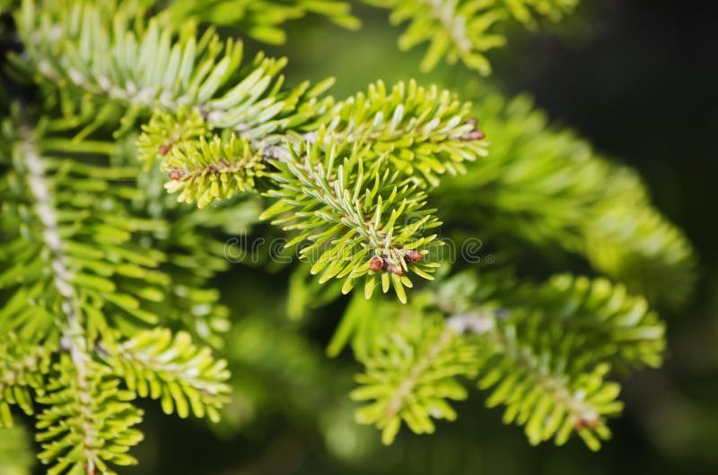 Green Pine Tree stock image. Image of evergreen, branch - 49295311