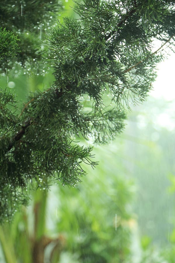 Green Pine Tree in the Rain with Water Drops on the Twig, Abstract ...