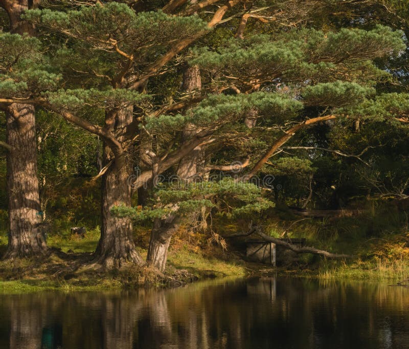Green Pine-tree Reflected in the Water. Ireland Forest Stock Image ...