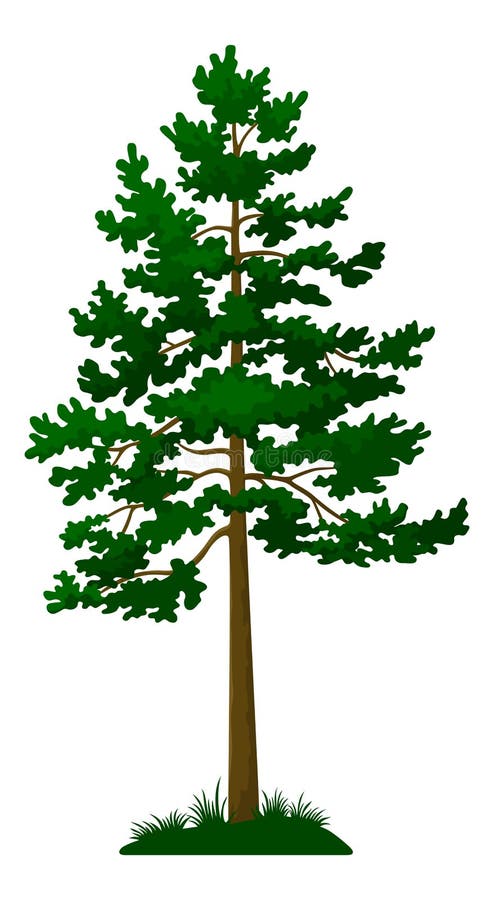 Green Pine Tree stock vector. Illustration of trunk - 212417795