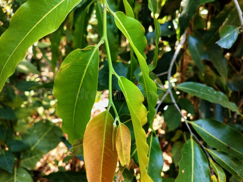 Green pine tree upright stock photo. Image of green - 291799730