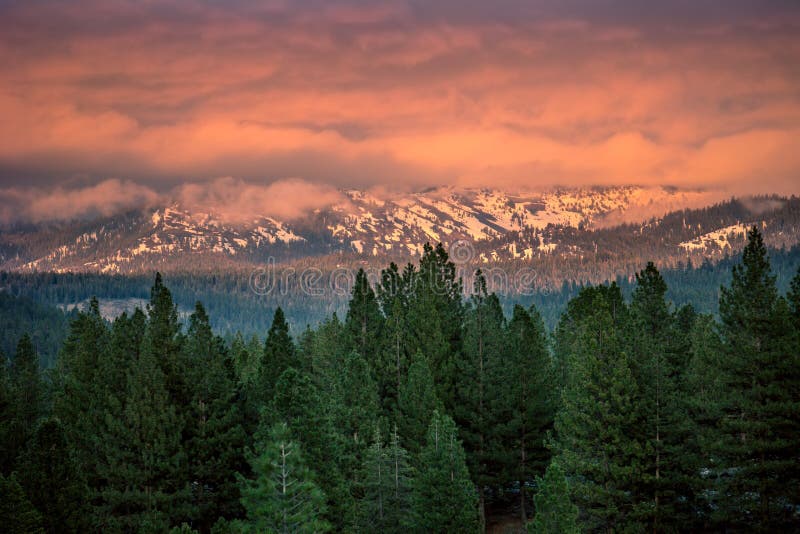 Green Pine Trees stock image. Image of biome, hill, conifer - 109915459