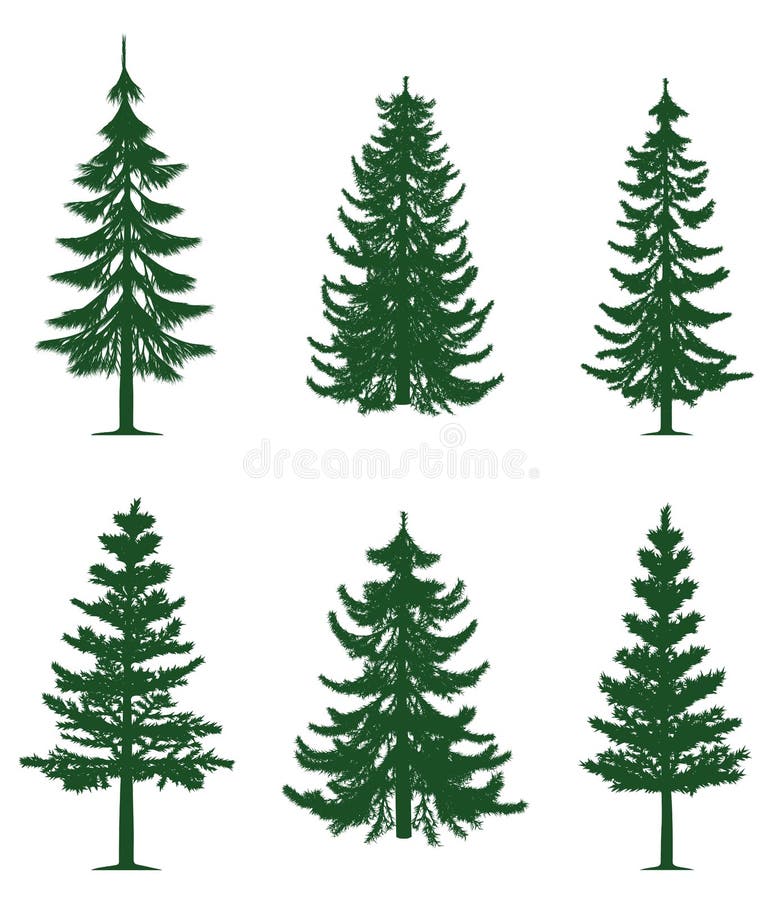 Pine trees collection stock vector. Illustration of botany - 16922183