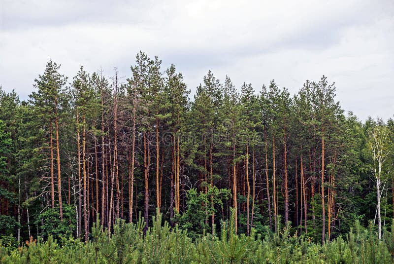 Green Pine Trees on the Edge of a Forest in the Background of Clouds ...