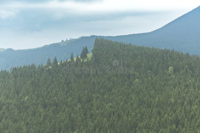 Green Pine Trees Forest Pattern Alpine Forest Background Stock Image ...