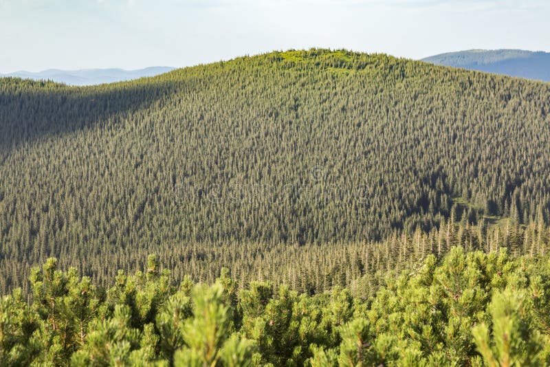 Green Pine Trees Forest Pattern Alpine Forest Background Stock Image ...