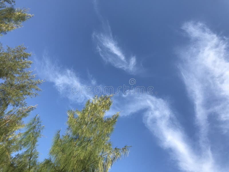 Green Pine Trees in the Forest with the Smoking-like Clouds Shape on ...