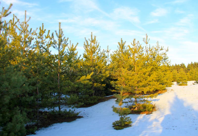 Green Pine Trees in Forest on Winter Stock Image - Image of scenic ...
