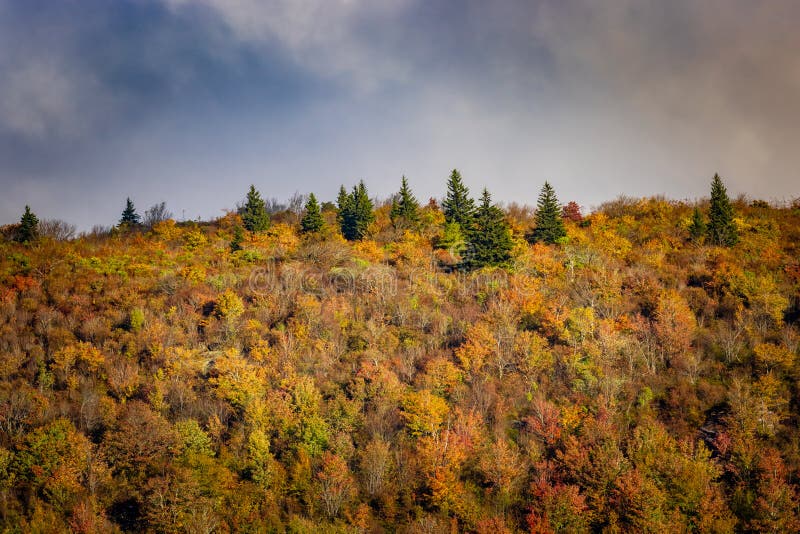 Green Pine Trees Frame the Fall Color on Mountain Ridge on Blue Ridge ...