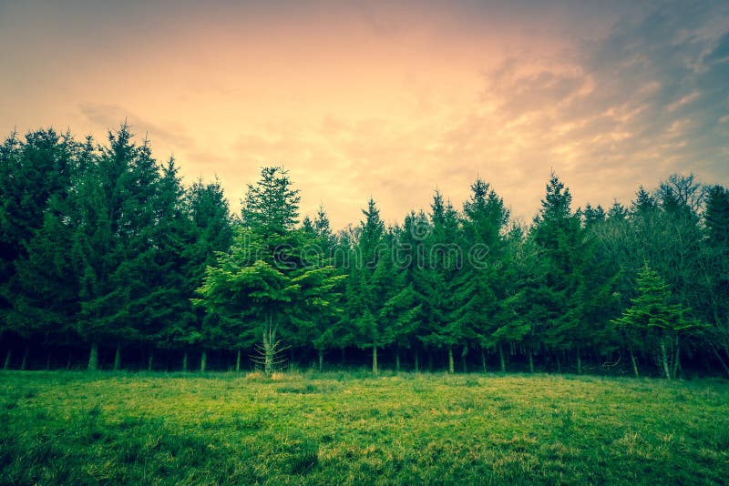 Green pine trees on a row stock image. Image of environment - 69445381