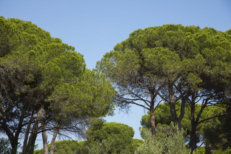 Green pine trees stock photo. Image of wallpaper, spring - 190873476