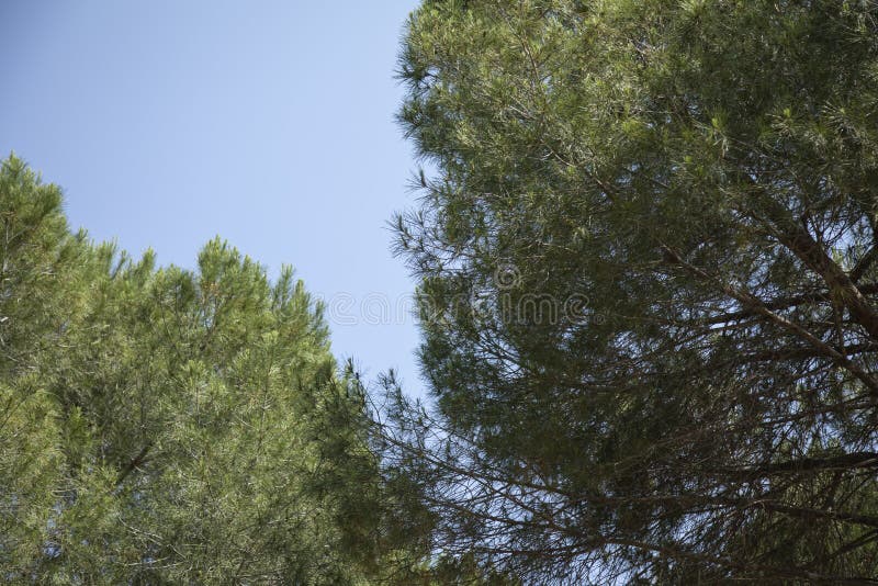Green pine trees stock photo. Image of nature, outdoor - 190873798