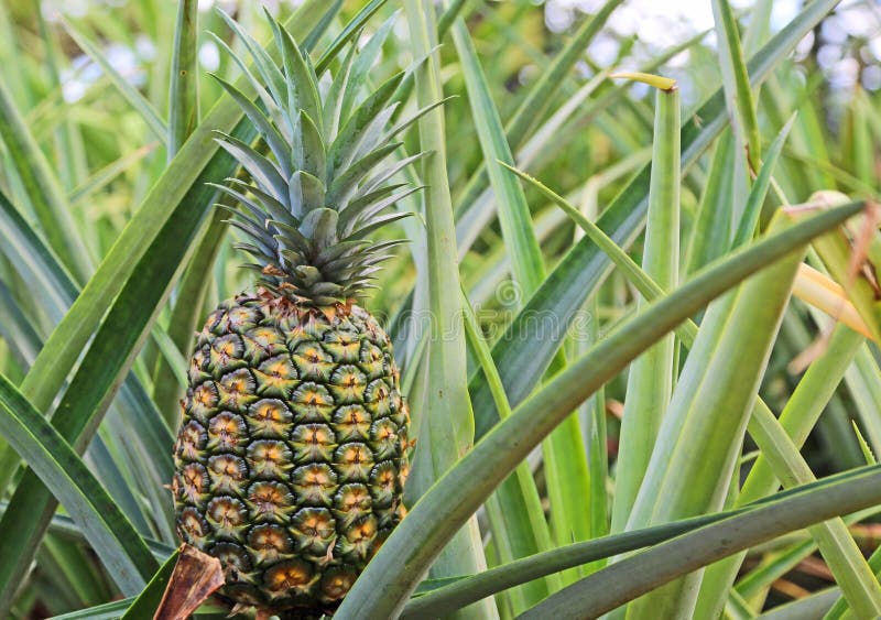 Green pineapple stock image. Image of green, healthy - 37951945
