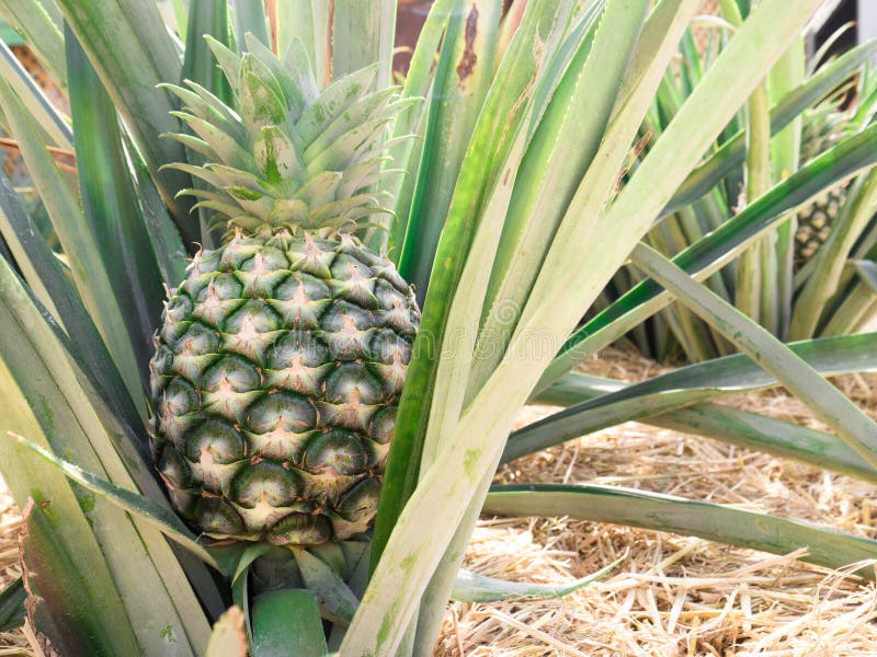 Green pineapple stock photo. Image of healthy, sweet - 98259610