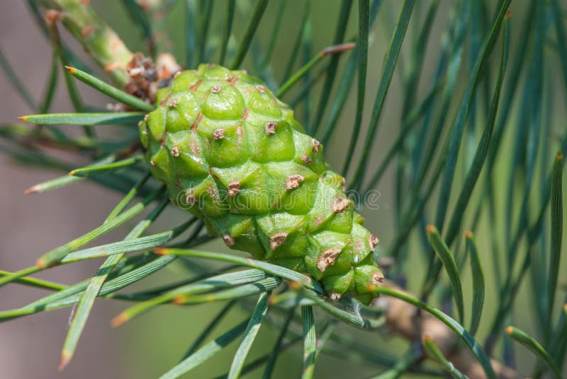 Green pinecone stock photo. Image of horizontal, flavor - 50277440