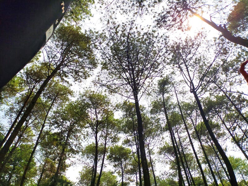 Green pinewood forest stock photo. Image of scenery - 317541502